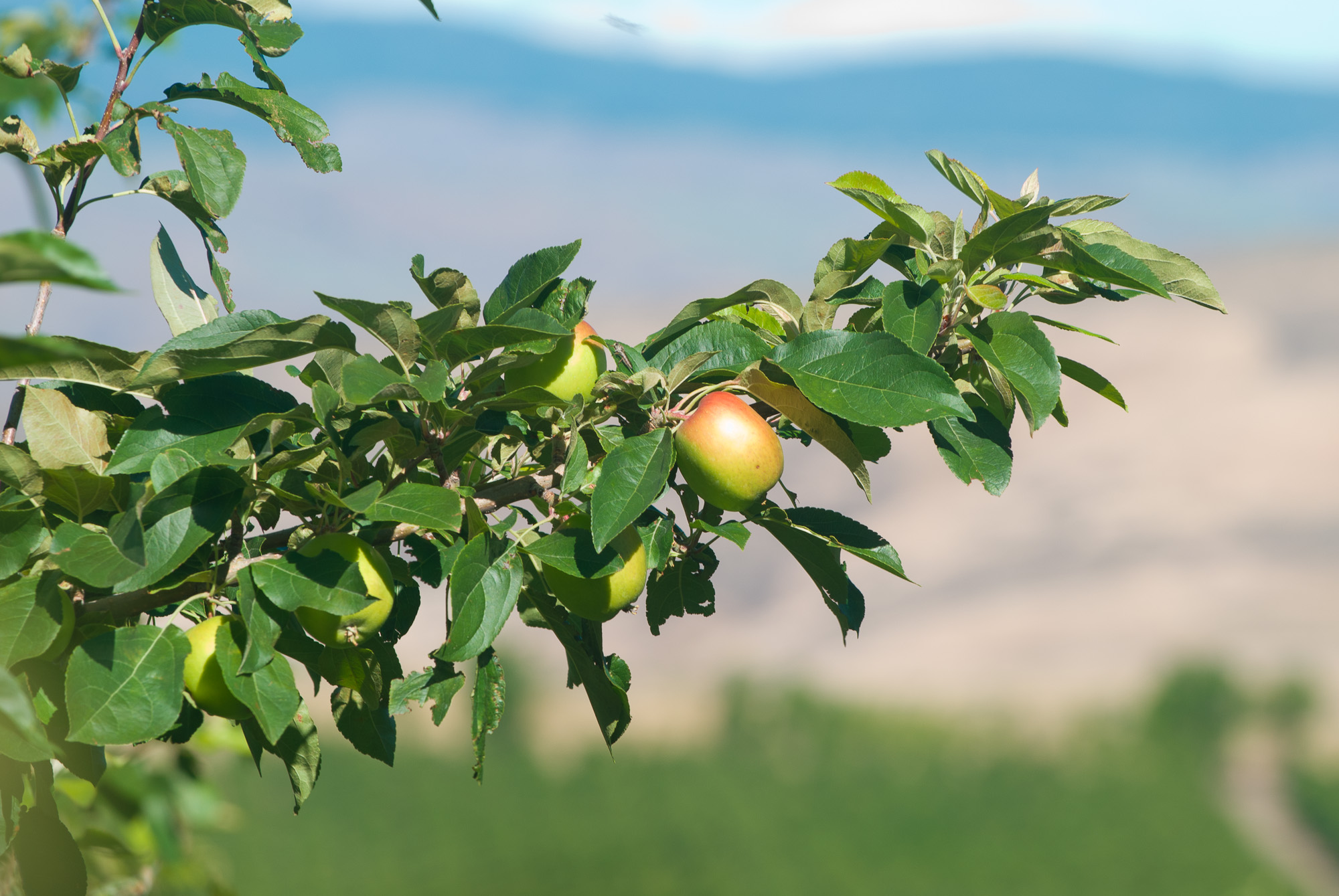 SweeTango Is A Family Affair At Stemilt | SweeTango