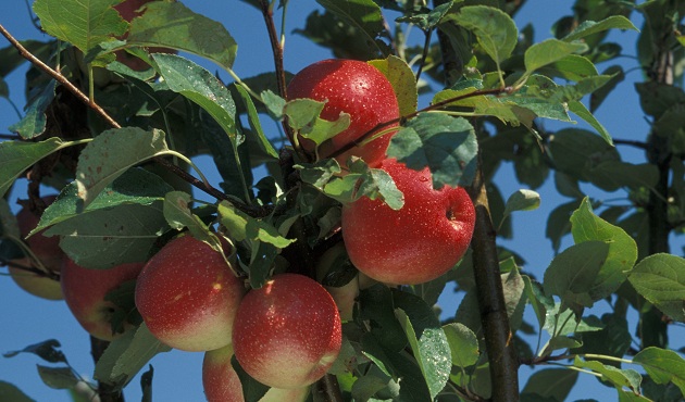 SweeTango apple | SweeTango