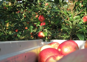 Excitement Grows For 2012 SweeTango Season - SweeTango